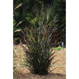 HOT ROD SWITCH GRASS