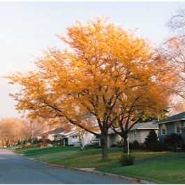 IMPERIAL HONEYLOCUST