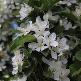 IVORY SPEAR FLOWERING CRABAPPLE