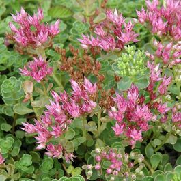 JOHN CREECH SEDUM