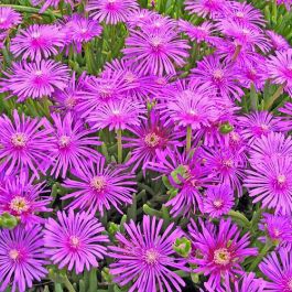 JOHN PROFFITT ICE PLANT