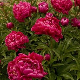 KARL ROSENFIELD PEONY
