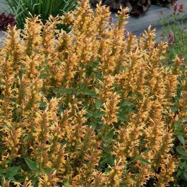 KUDOS GOLD DWARF HUMMINGBIRD MINT