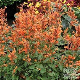 KUDOS MANDARIN HUMMINGBIRD MINT