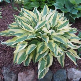 LAKESIDE DRAGONFLY HOSTA