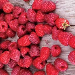 LATHAM RED RASPBERRY