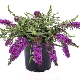 LEAH MIDNIGHT BUTTERFLY BUSH