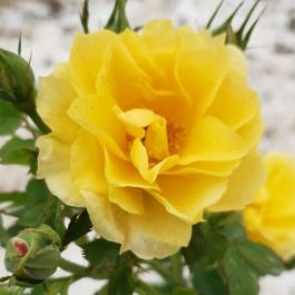 LEMON DROP MINATURE ROSE
