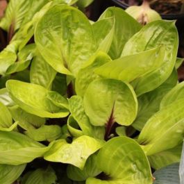 LEMON SNAP HOSTA