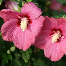 LIL KIM RED ROSE OF SHARON
