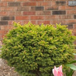 LITTLE GEM SPRUCE