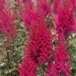 LOWLANDS RUBY RED ASTILBE