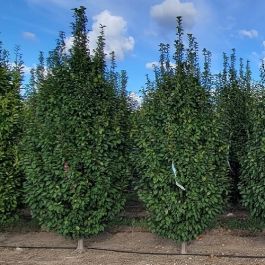 LUCAS COLUMNAR HORNBEAM