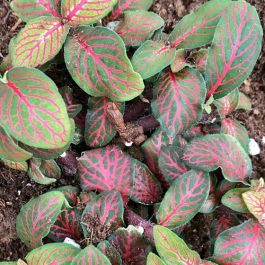 MINI RED VEIN NERVE PLANT