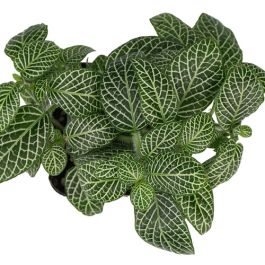 MINI WHITE VEIN NERVE PLANT
