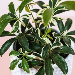 MOONDROP DWARF UMBRELLA TREE