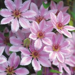NELLY MOSER CLEMATIS