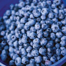 NORTHBLUE BLUEBERRY