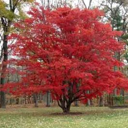 NORTHERN GLOW ORIENTAL MAPLE