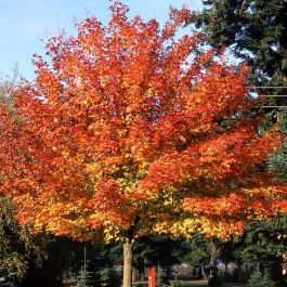 NORWEGIAN SUNSET MAPLE