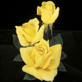OREGOLD HYBRID TEA ROSE