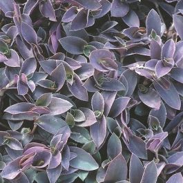 PALE PUMA INCH PLANT