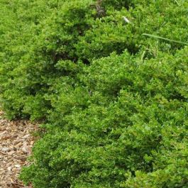 PIGEON POINT DWARF COYOTE BRUSH