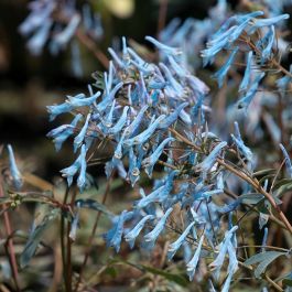 PORCELAIN BLUE CORYDALIS