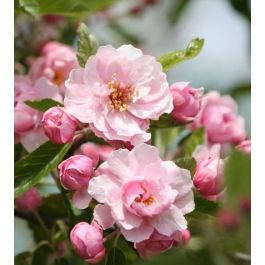PRAIRIE ROSE FLOWERING CRABAPPLE