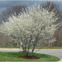 PRINCESS DIANA SERVICEBERRY TREE