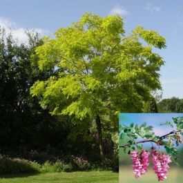 PURPLE ROBE FLW BLACK LOCUST