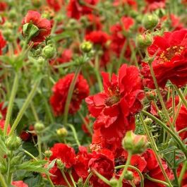RED DRAGON GEUM