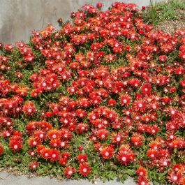 RED MOUNTAIN FLAME ICE PLANT
