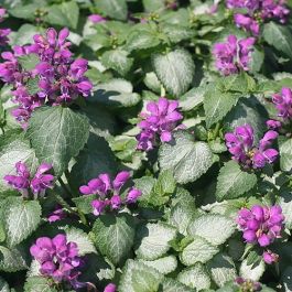 RED NANCY LAMIUM