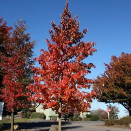 RED RAGE TUPELO TREE