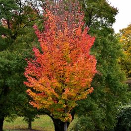 RED ROCKET MAPLE