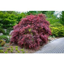 RED SELECT WEEPING JAPANESE MAPLE