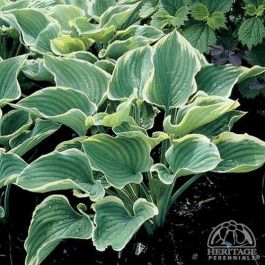 REGAL SPLENDOR HOSTA