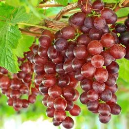 RELIANCE SEEDLESS GRAPE