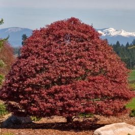 RHODE ISLAND RED JAPANESE MAPLE