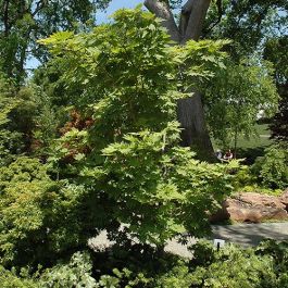 RISING SUN FULL MOON JAPANESE MAPLE