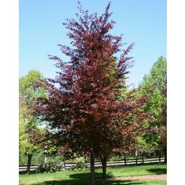 RIVERS PURPLE BEECH