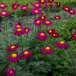 ROBINSON'S RED PAINTED DAISY