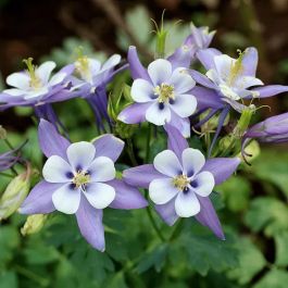 ROCKY MOUNTAIN BLUE COLUMBINE