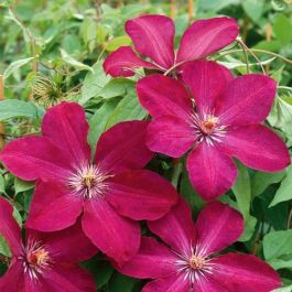 ROUGE CARDINAL CLEMATIS