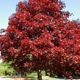 ROYAL RED NORWAY MAPLE