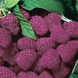 ROYALTY PURPLE RASPBERRY