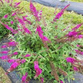 RUBY CHIP BUTTERFLY BUSH