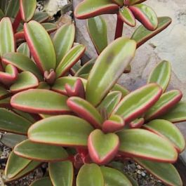 RUBY GLOW BEAN PLANT