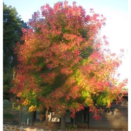 SENSATION ASHLEAF MAPLE